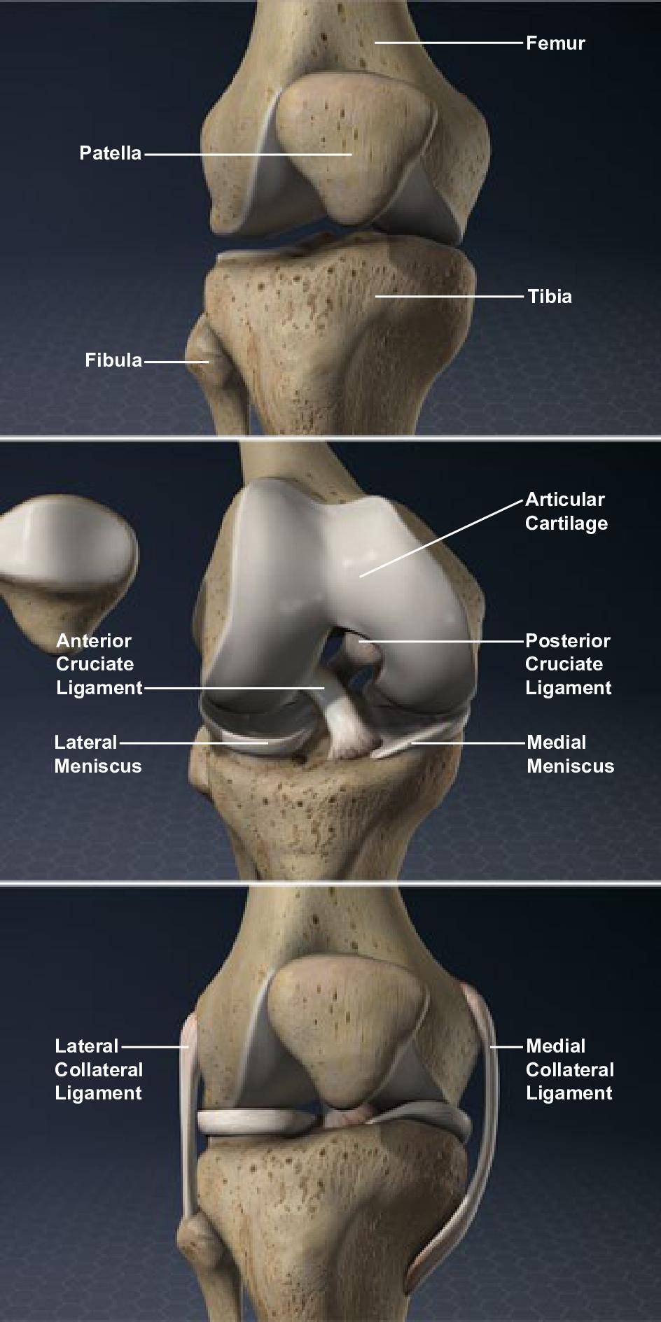 Anatomy of the Knee - Dr. Scott Appell